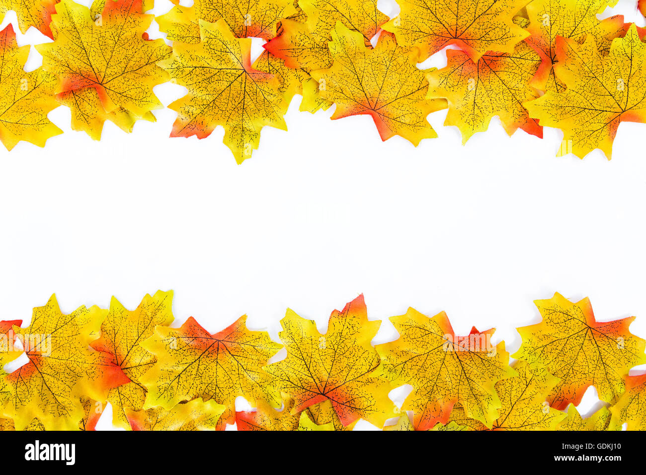 Maple leaf on a white background Stock Photo - Alamy