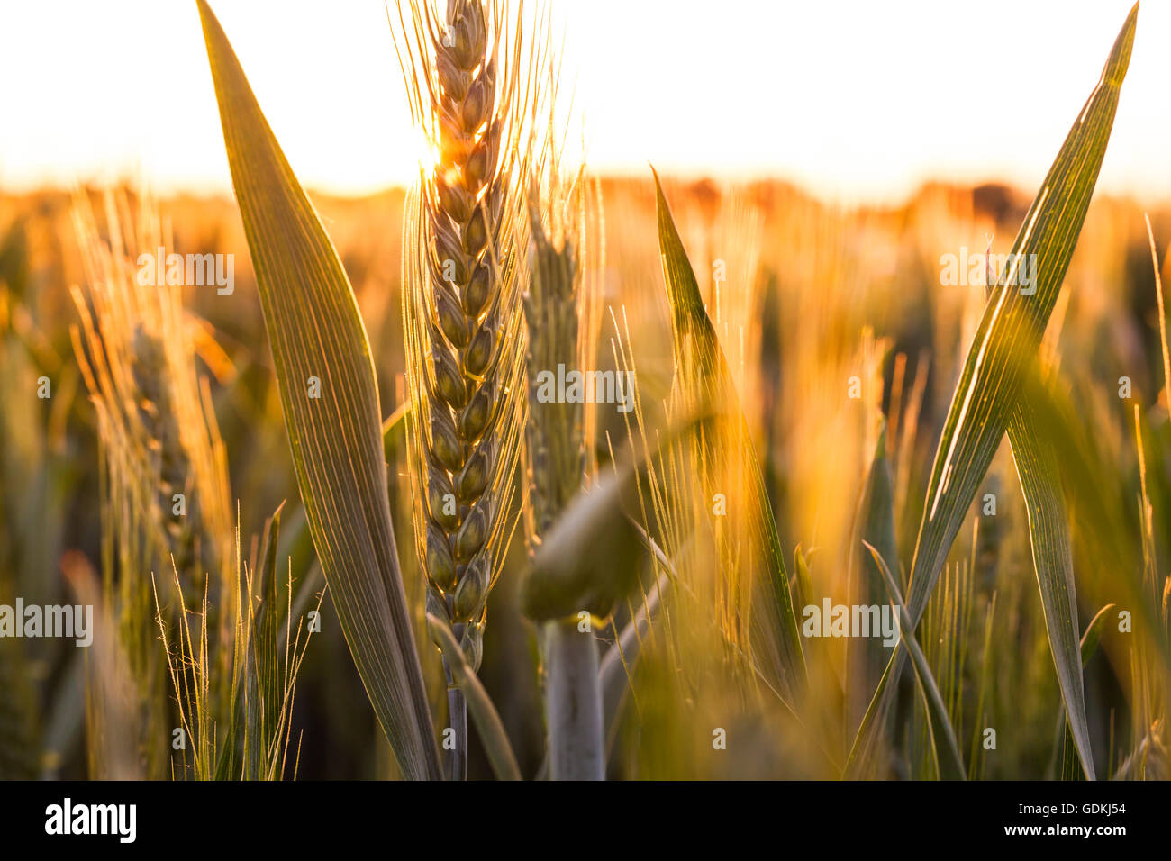 Sunset or sunrise over a golden field of wheat crops growing on farm ...