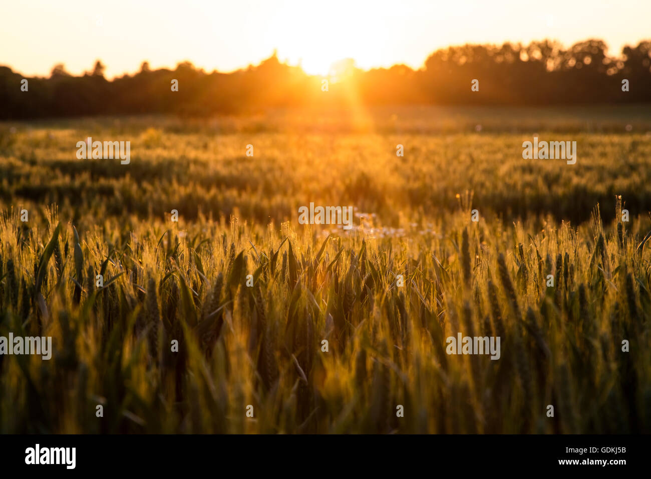 Sunset or sunrise golden hour over a field of wheat crops growing on ...