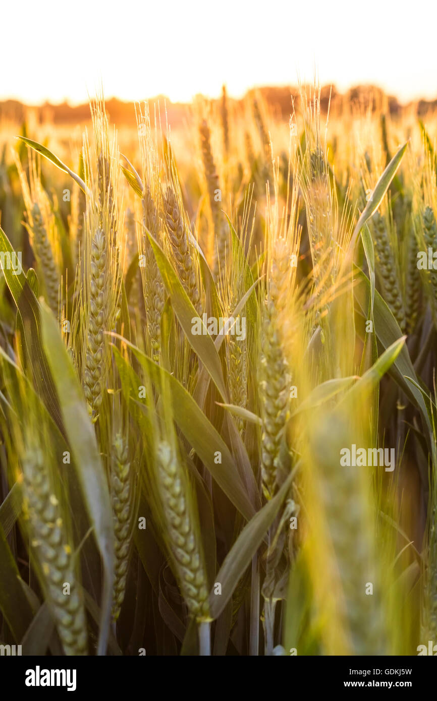 Sunrise over farm field hi-res stock photography and images - Alamy