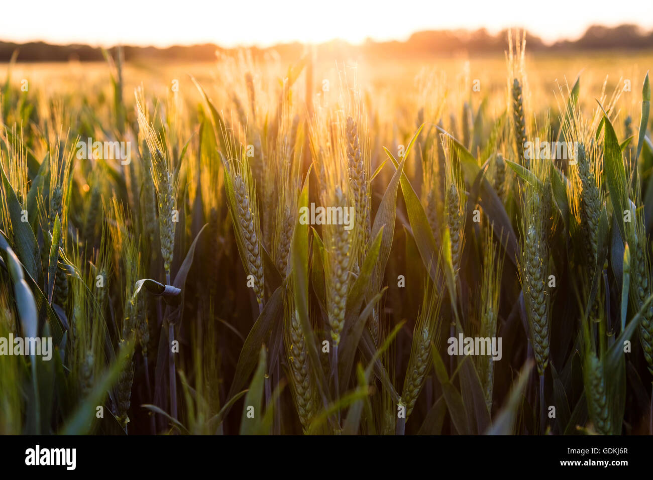 Sunset or sunrise over a golden field of wheat crops growing on farm ...
