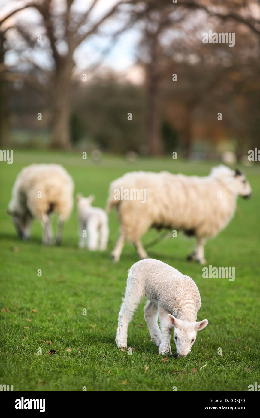 Lambs green hi-res stock photography and images - Alamy