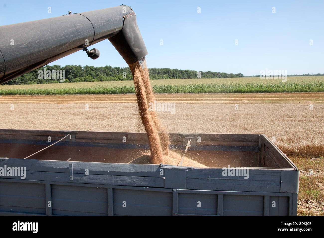 Combine harvester load wheat in the truck at the time of harvest in a ...