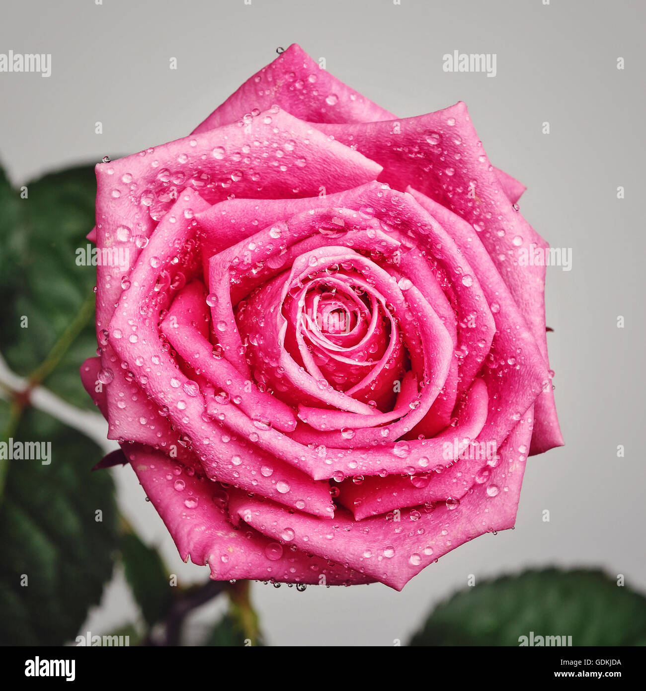 pink rose head isolated on white background Stock Photo - Alamy