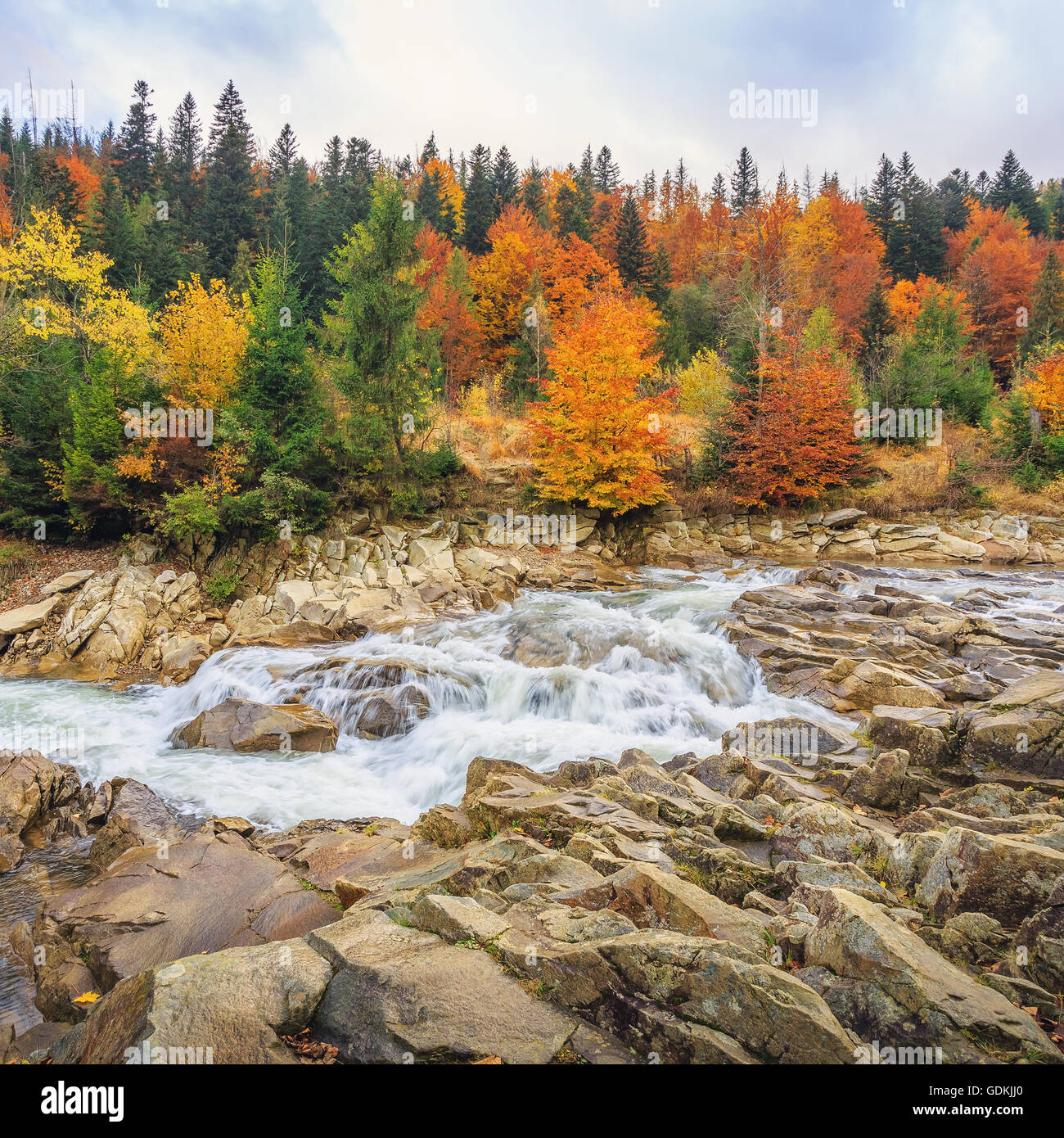 beautiful fast mountain river in autumn forest Stock Photo - Alamy