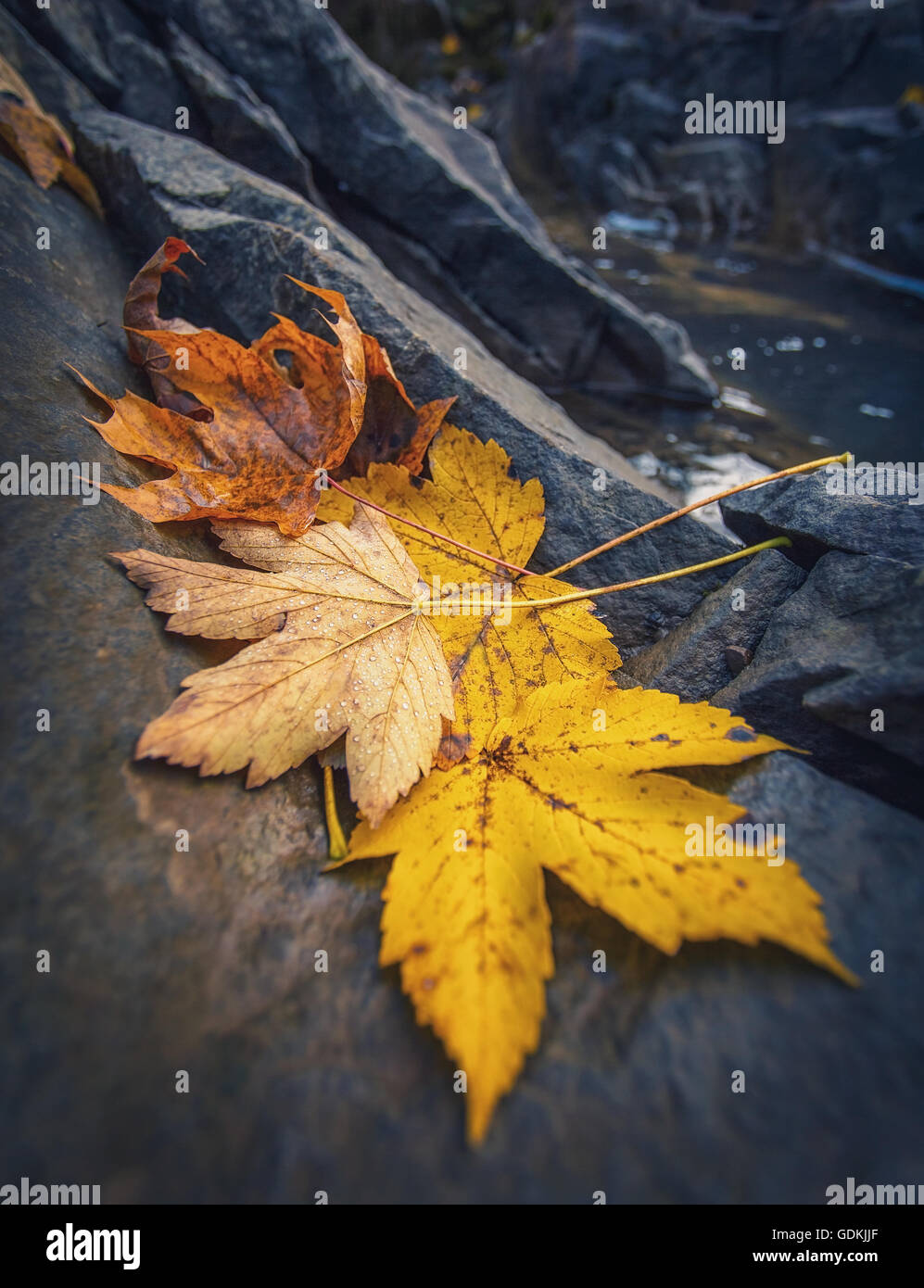 Maple leaf on a rock hi-res stock photography and images - Alamy