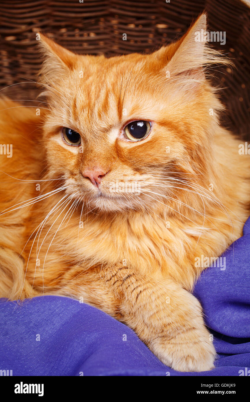Big feline hi-res stock photography and images - Alamy