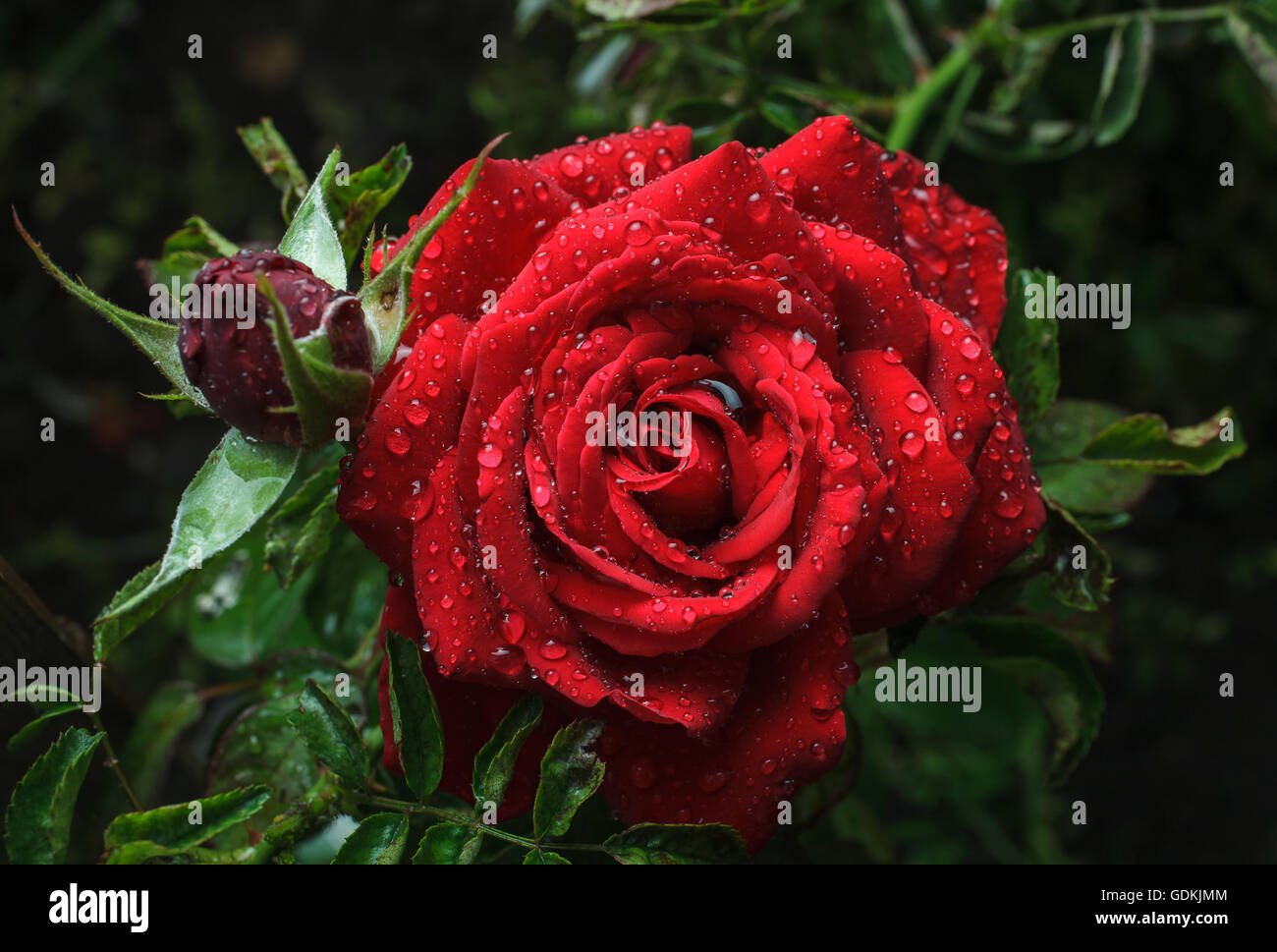 Red rose with dew drops hi-res stock photography and images - Alamy
