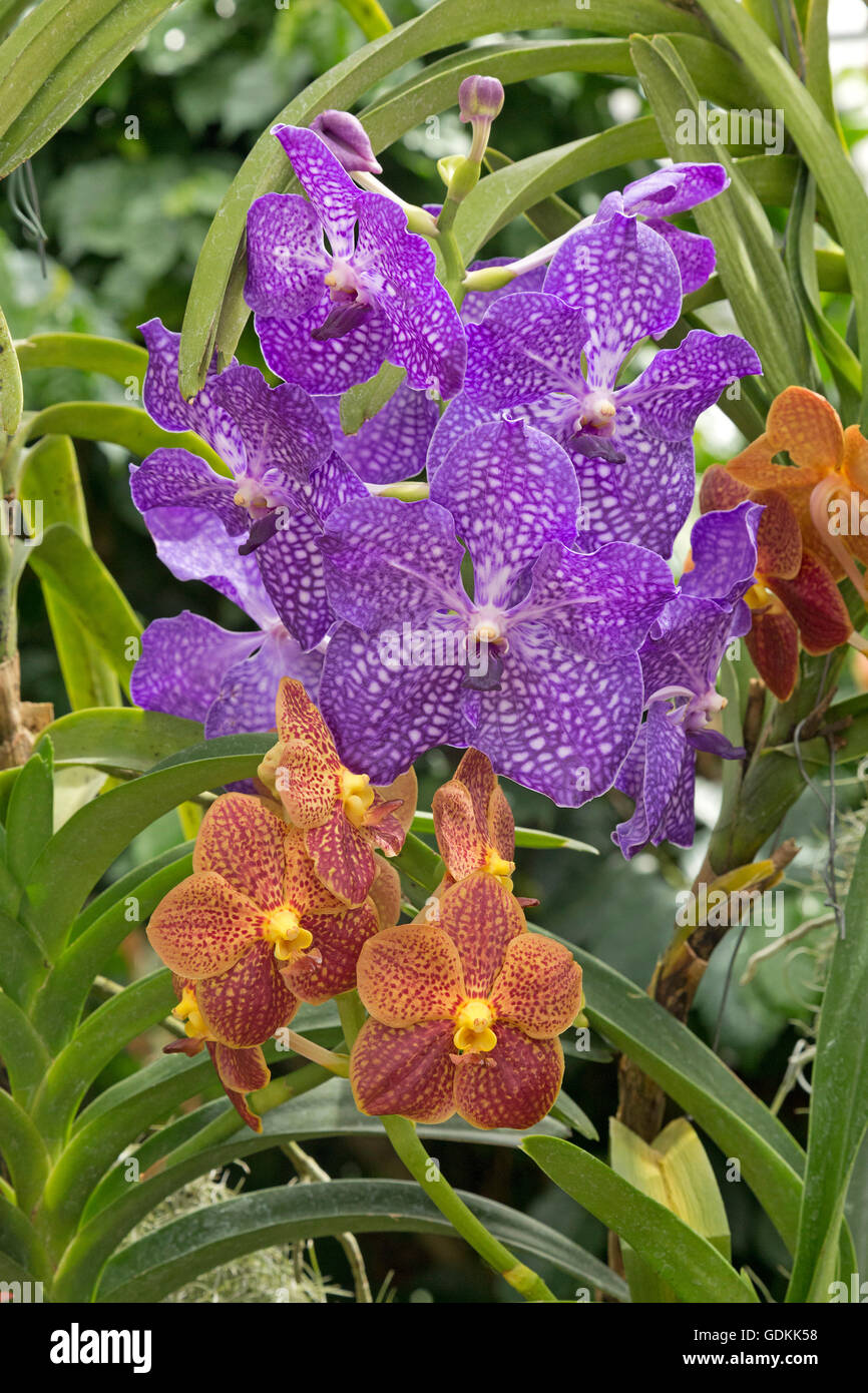 Orchideen flora hi-res stock photography and images - Alamy