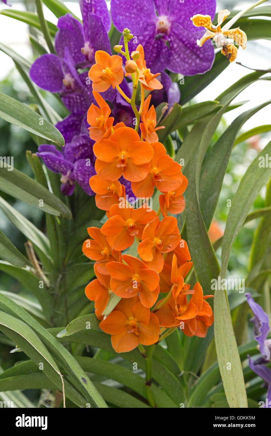 Orchideen flora hi-res stock photography and images - Alamy