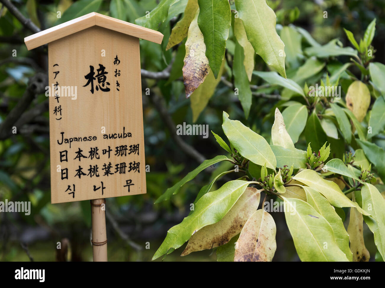 Japanese aucuba (Aucuba japonica) at Zen garden of Tenryuji (Tenryu ...