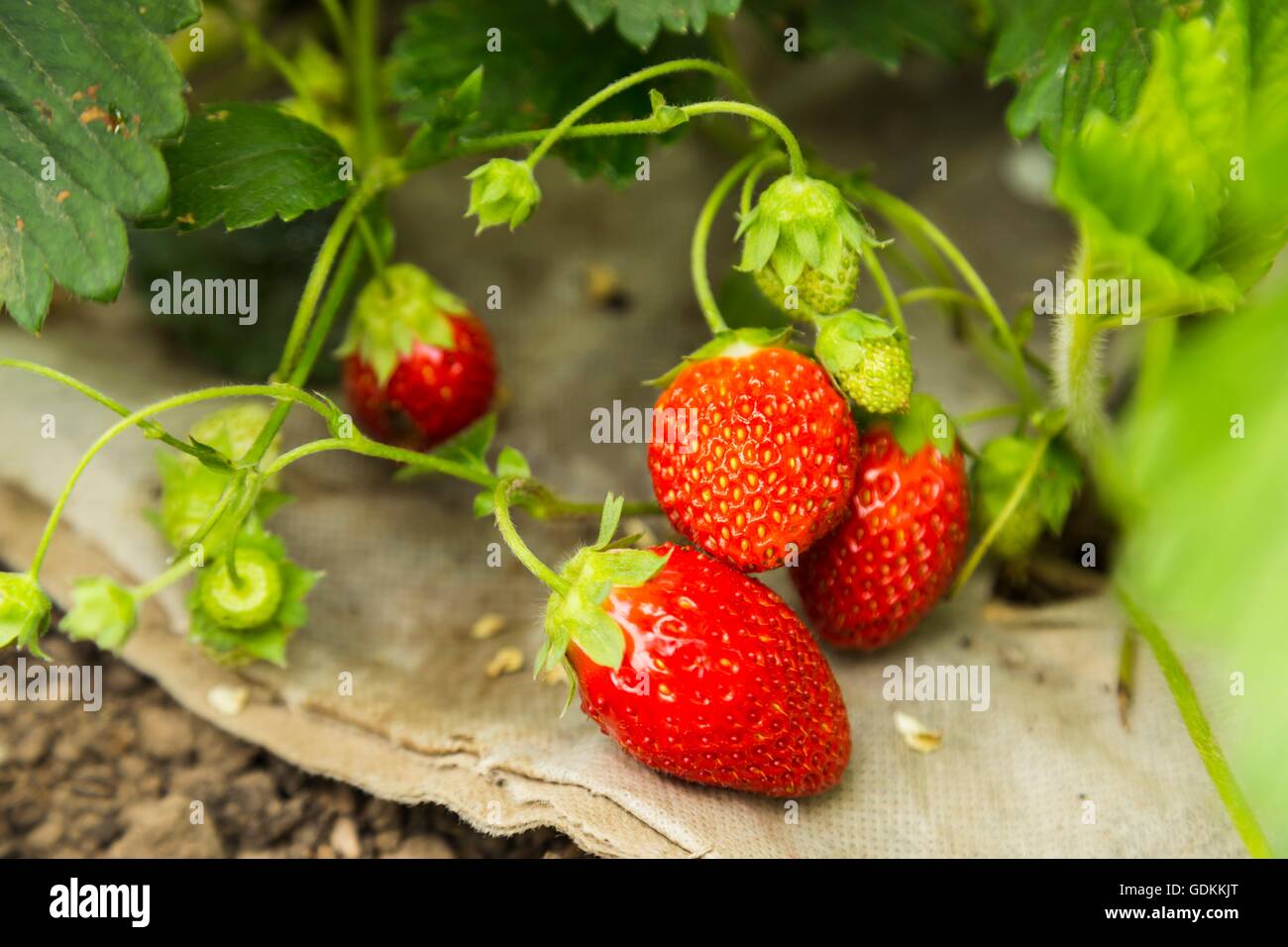 Strawberry green hi-res stock photography and images - Alamy