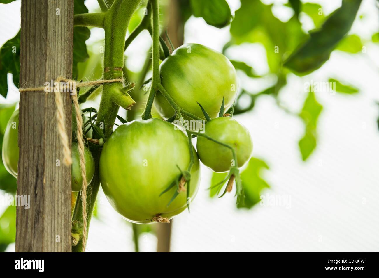 Tomato tree hi-res stock photography and images - Alamy