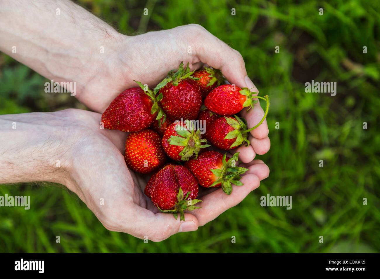 Male hands holding strawberries Stock Photo - Alamy