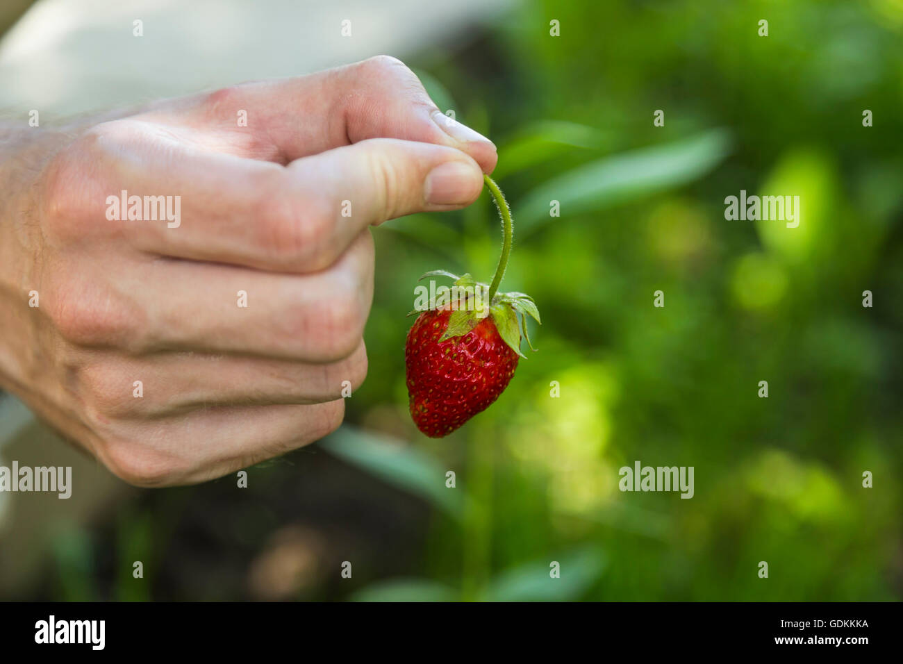 Male hands holding strawberries Stock Photo - Alamy