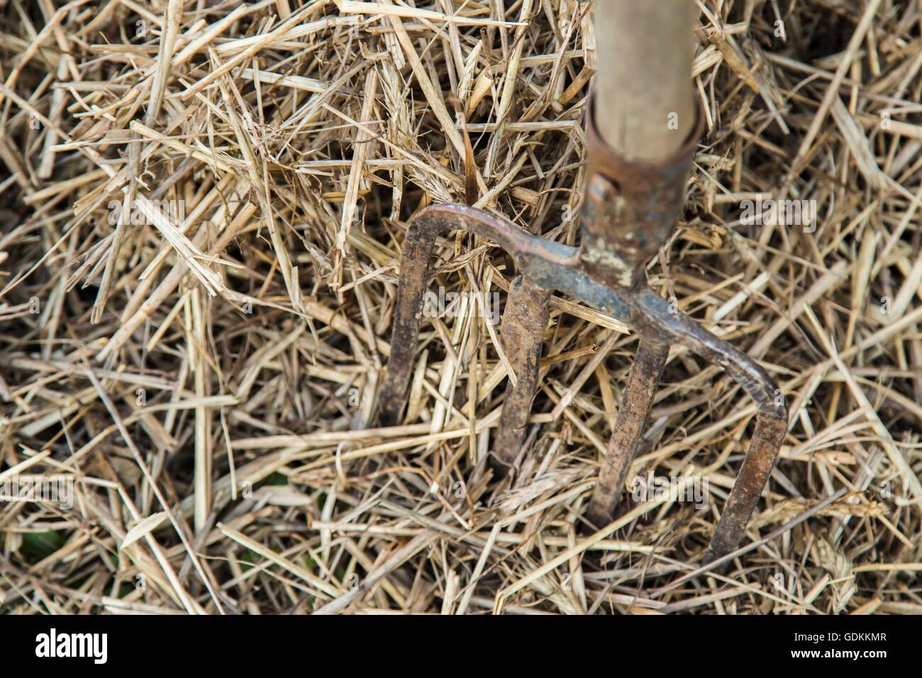 Pitchfork in haystack closeup hi-res stock photography and images - Alamy