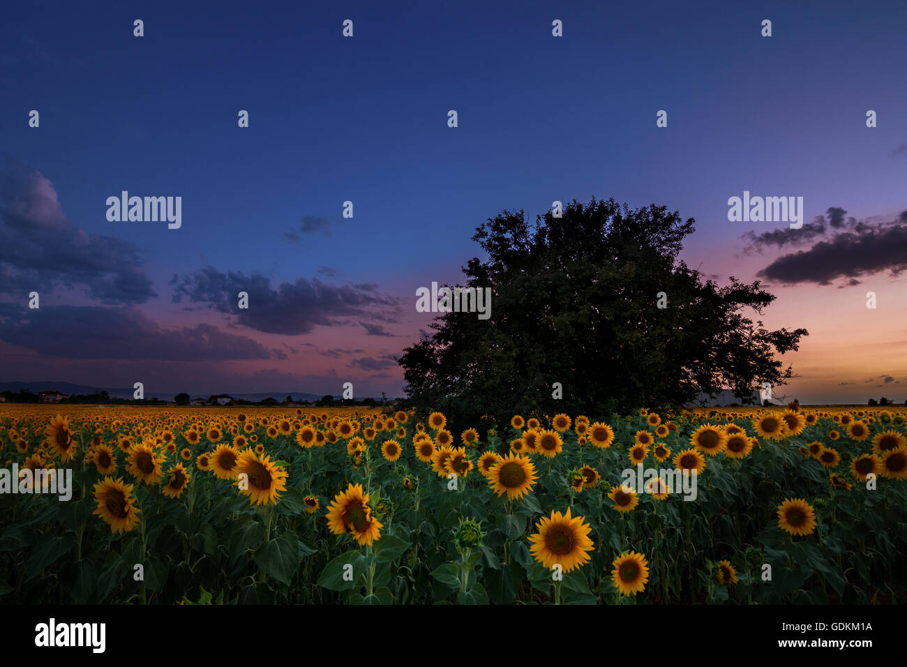 Sunflower field at sunset Stock Photo - Alamy