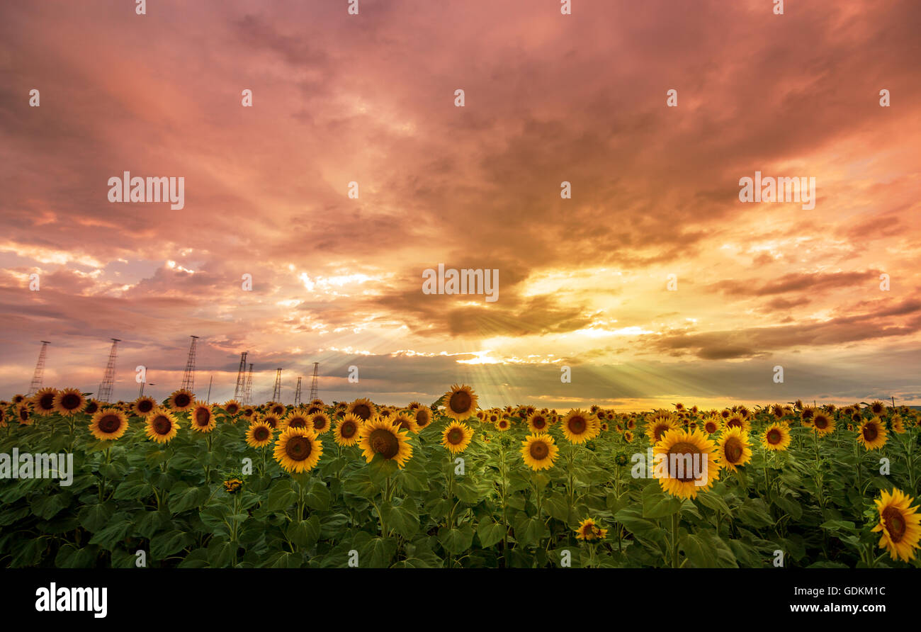 Sunflower field at sunset and dramatic sky Stock Photo - Alamy