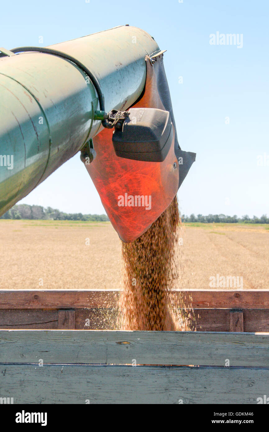 Combine harvester load wheat in the truck at the time of harvest in a ...
