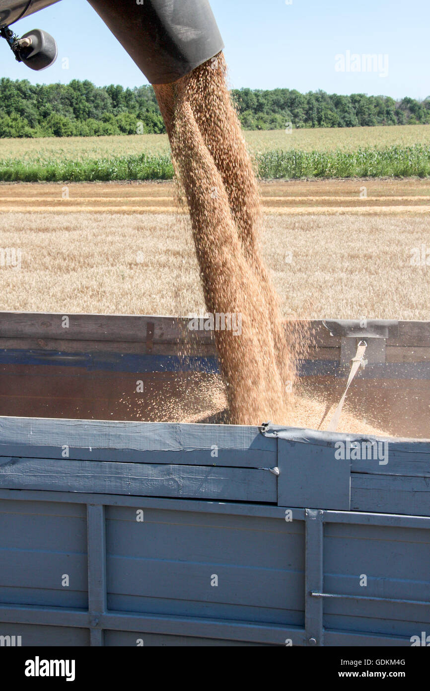 Combine harvester load wheat in the truck at the time of harvest in a ...