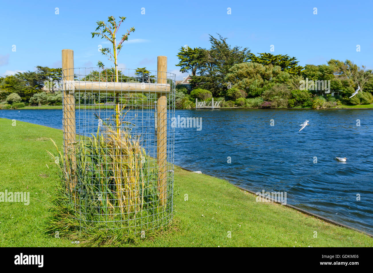 Young weeping willow tree hi-res stock photography and images - Alamy