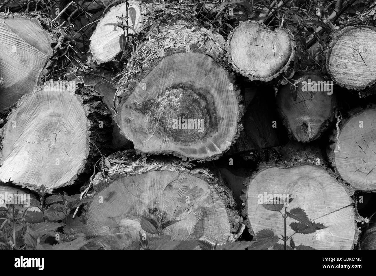 Log pile hi-res stock photography and images - Alamy