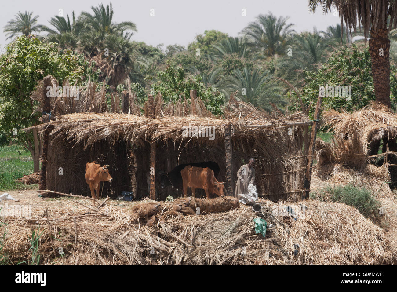 Egypt nile cow hi-res stock photography and images - Alamy