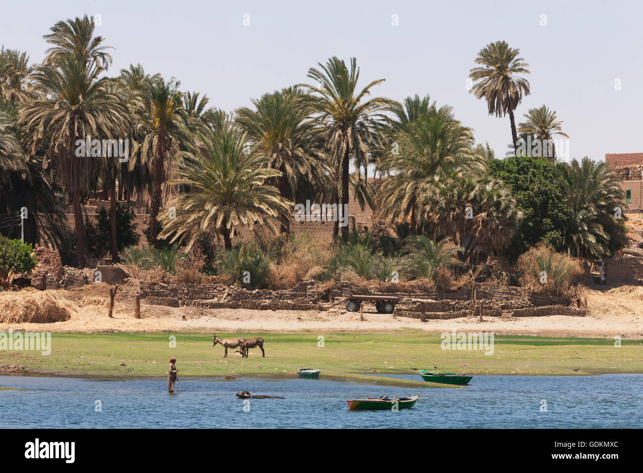 Egypt river nile buffalo hi-res stock photography and images - Alamy
