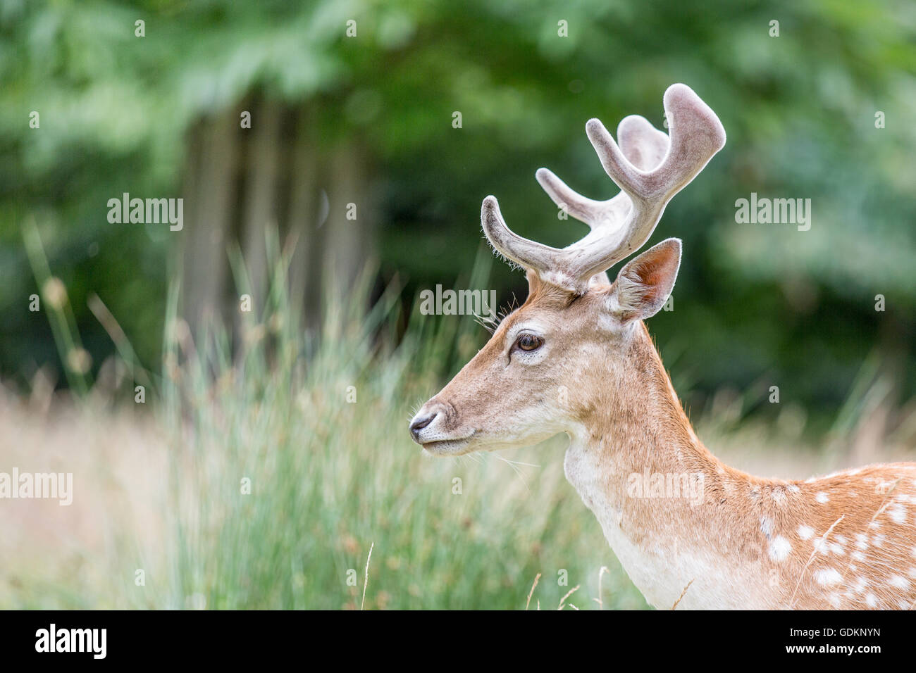 Deer profile hi-res stock photography and images - Alamy