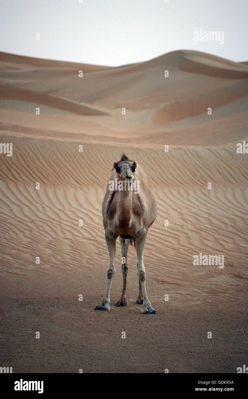 A camel, Dubai, UAE Stock Photo - Alamy