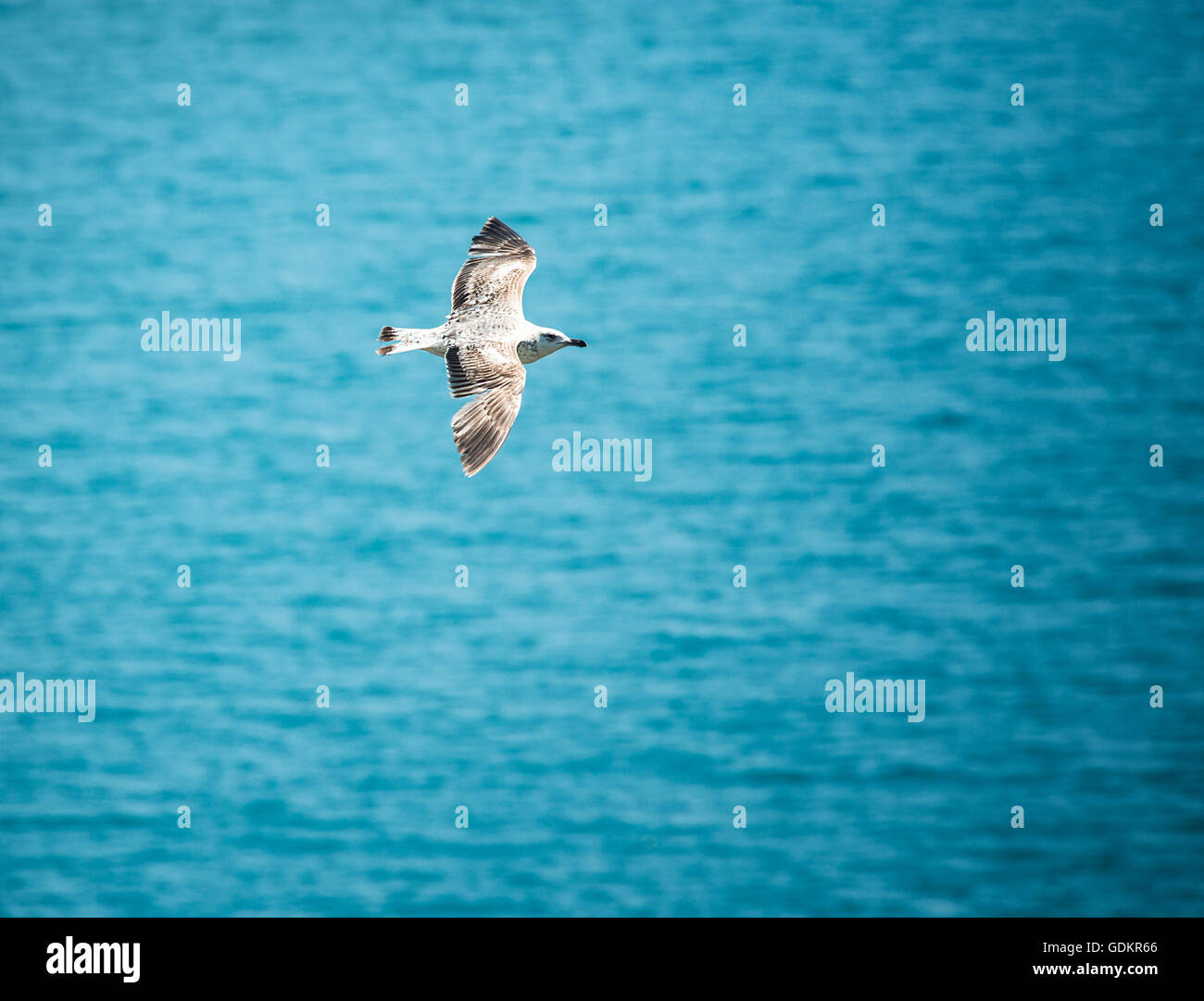 One big gull hi-res stock photography and images - Alamy