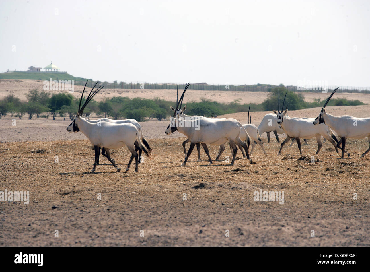 Sir bani yas animal sanctuary hi-res stock photography and images - Alamy