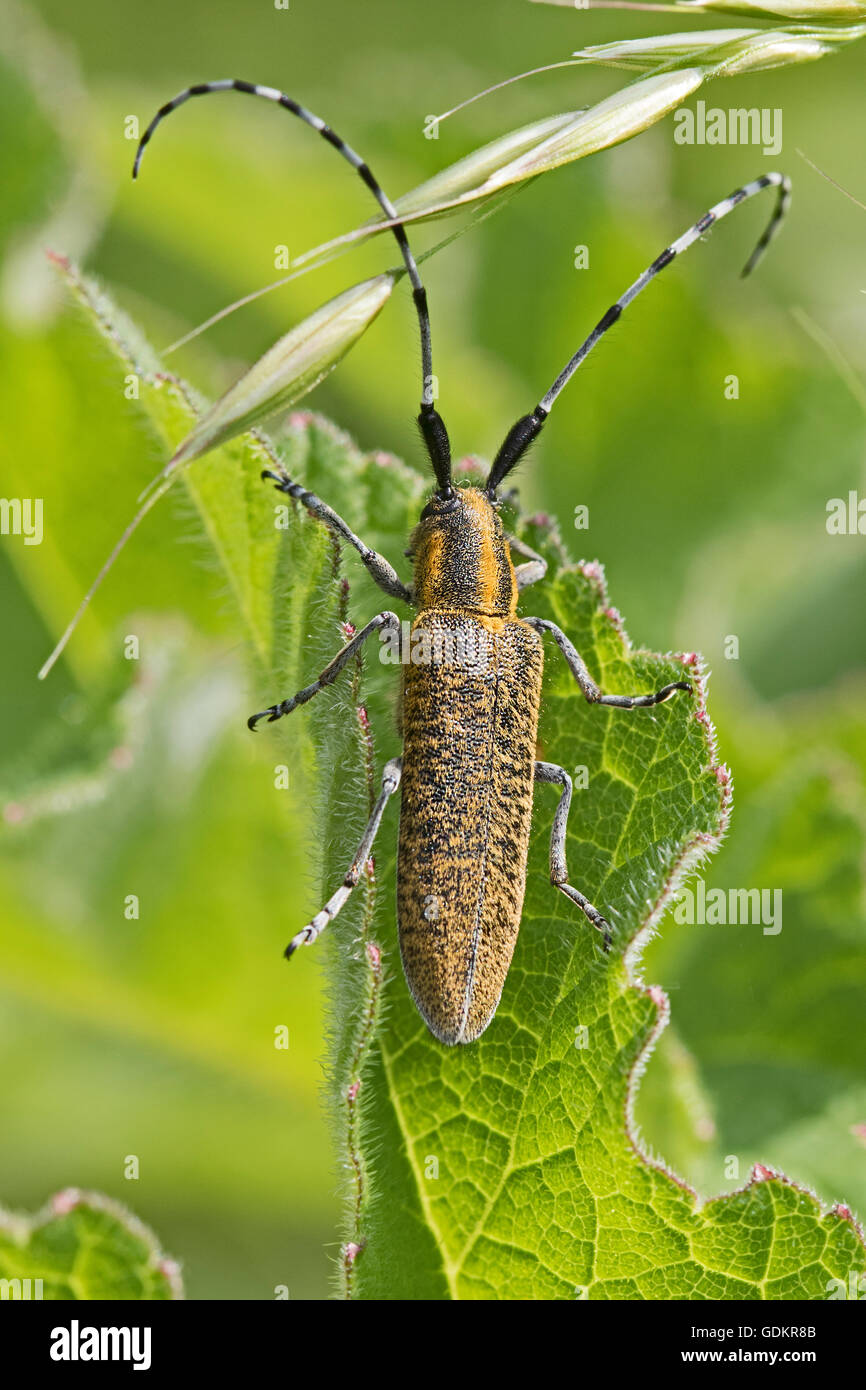 Golden-bloomed Grey Longhorn Beetle Stock Photo - Alamy