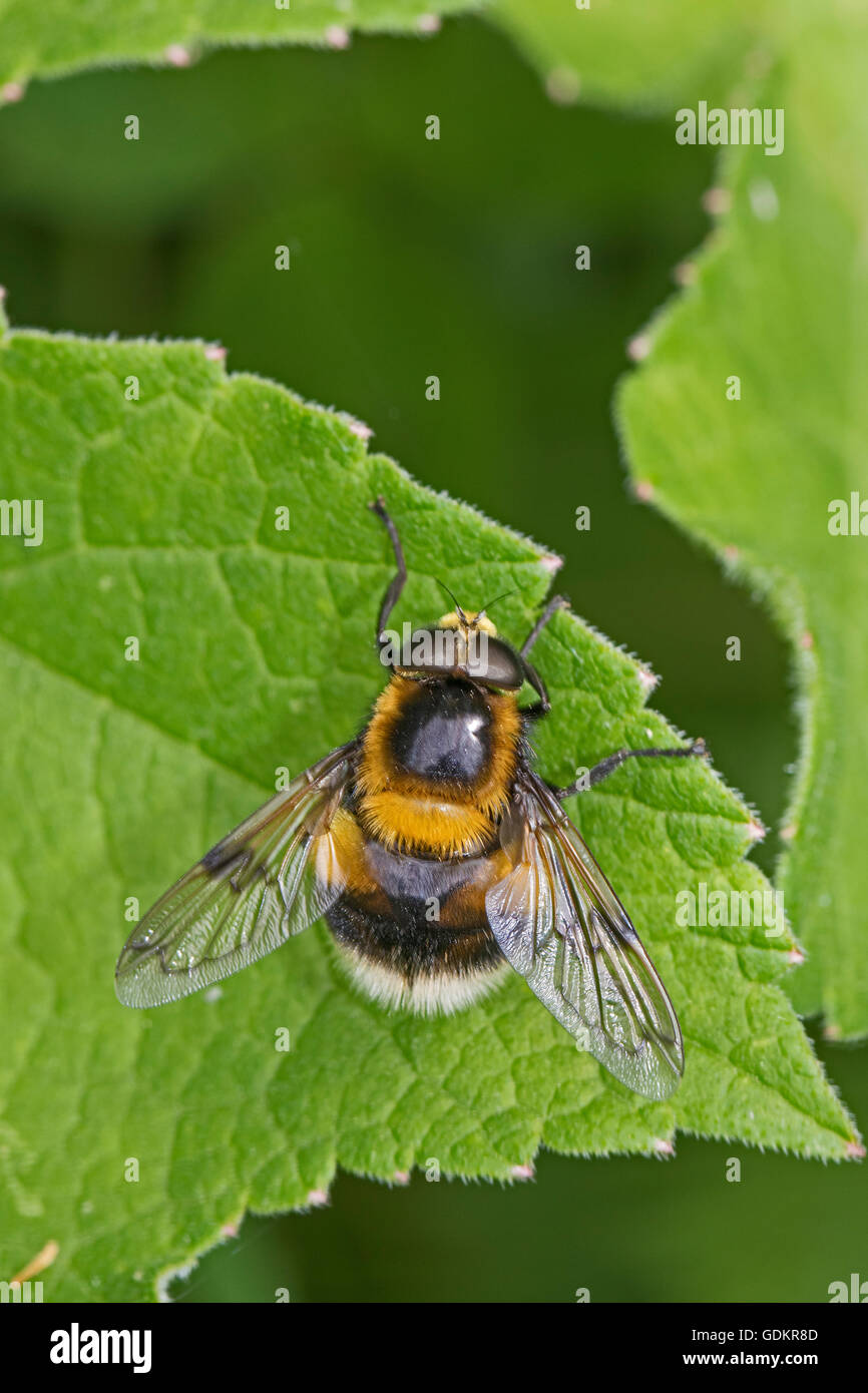 Bumble bee mimic hoverfly hi-res stock photography and images - Alamy
