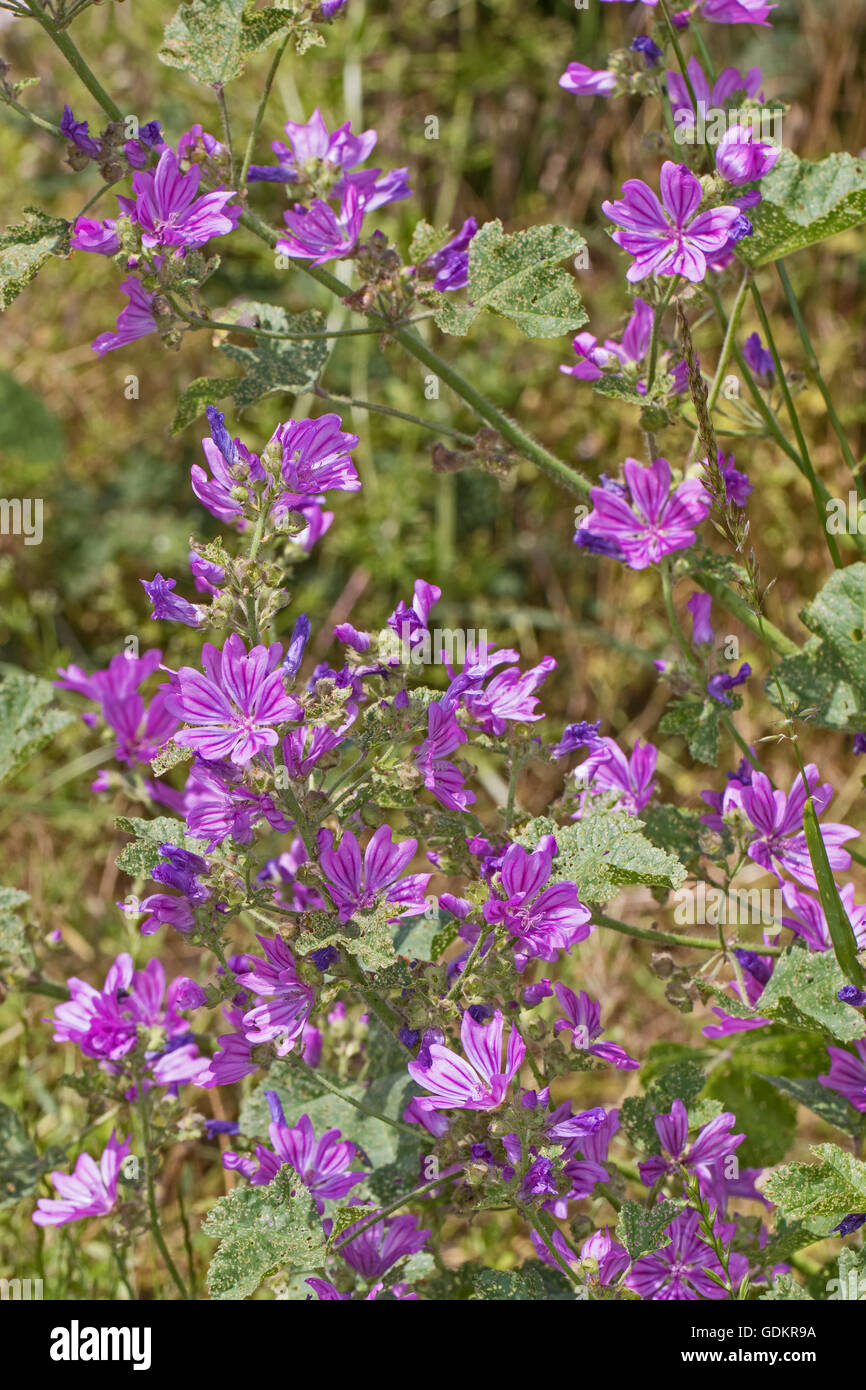 Common Mallow (Malva sylvestris Stock Photo - Alamy