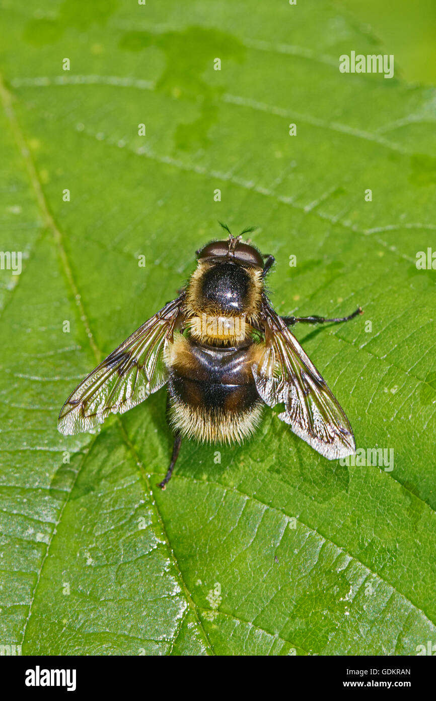 Bumble bee mimic hoverfly hi-res stock photography and images - Alamy