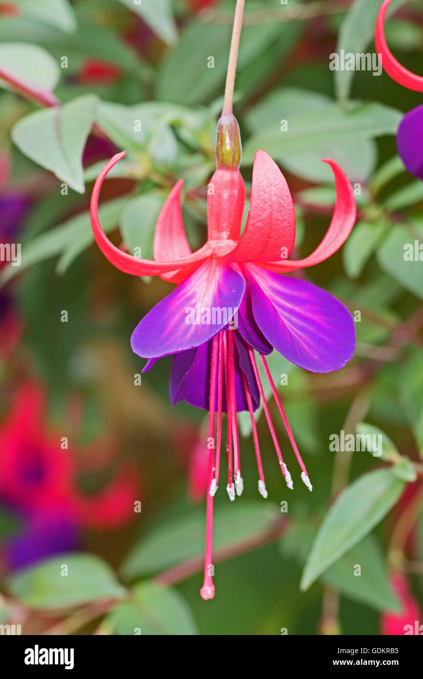 A single bloom of Fuchsia Stock Photo - Alamy