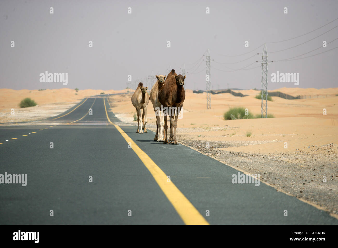 Camels walking along a road, Dubai, UAE Stock Photo - Alamy