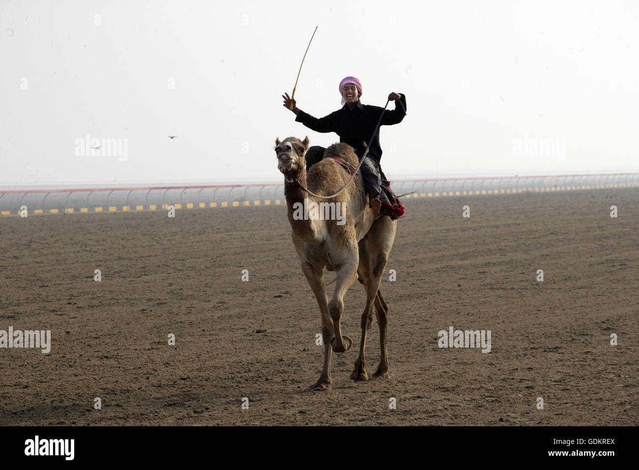 A camel with its jockey, Dubai, UAE Stock Photo - Alamy