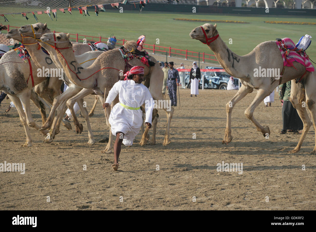 A camel race, Dubai, UAE Stock Photo - Alamy