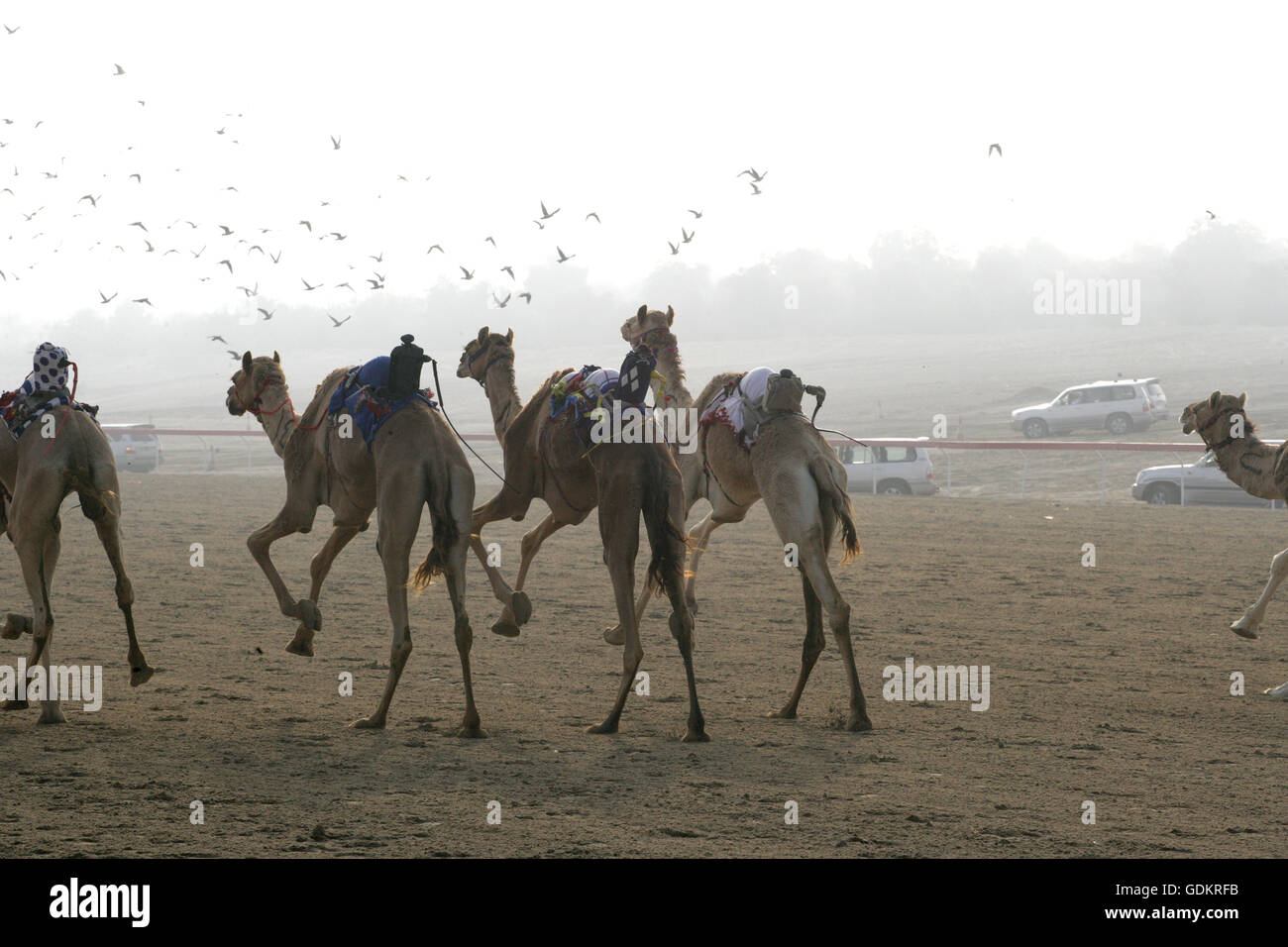 Camel race dubai hi-res stock photography and images - Alamy