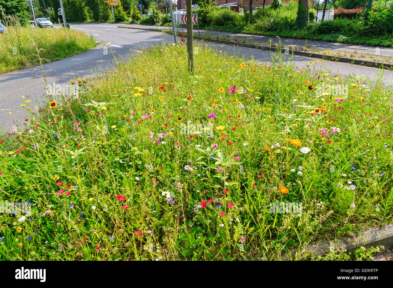 Grass verge with wild flowers hi-res stock photography and images - Alamy