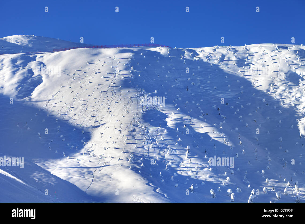 Off-piste slope with little fir after snowfall at early morning ...