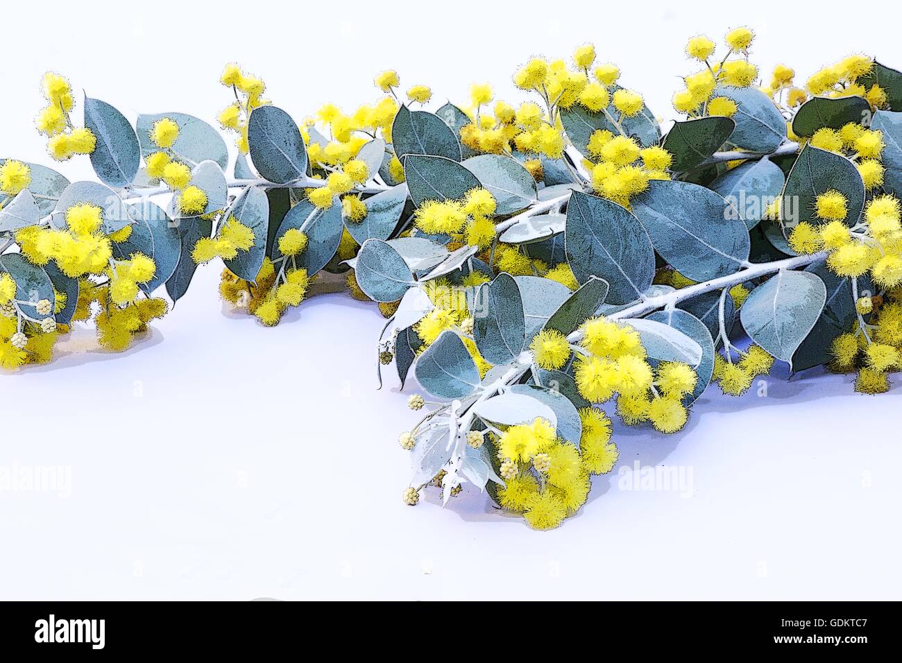 Pearl acacia (Acacia podalyriifolia) flowers on white background Stock ...