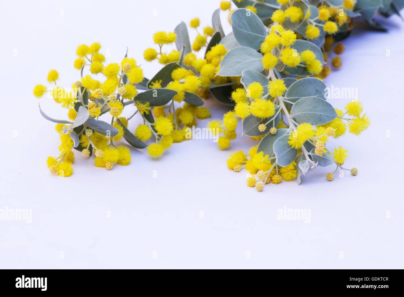 Pearl acacia (Acacia podalyriifolia) flowers on white background Stock ...