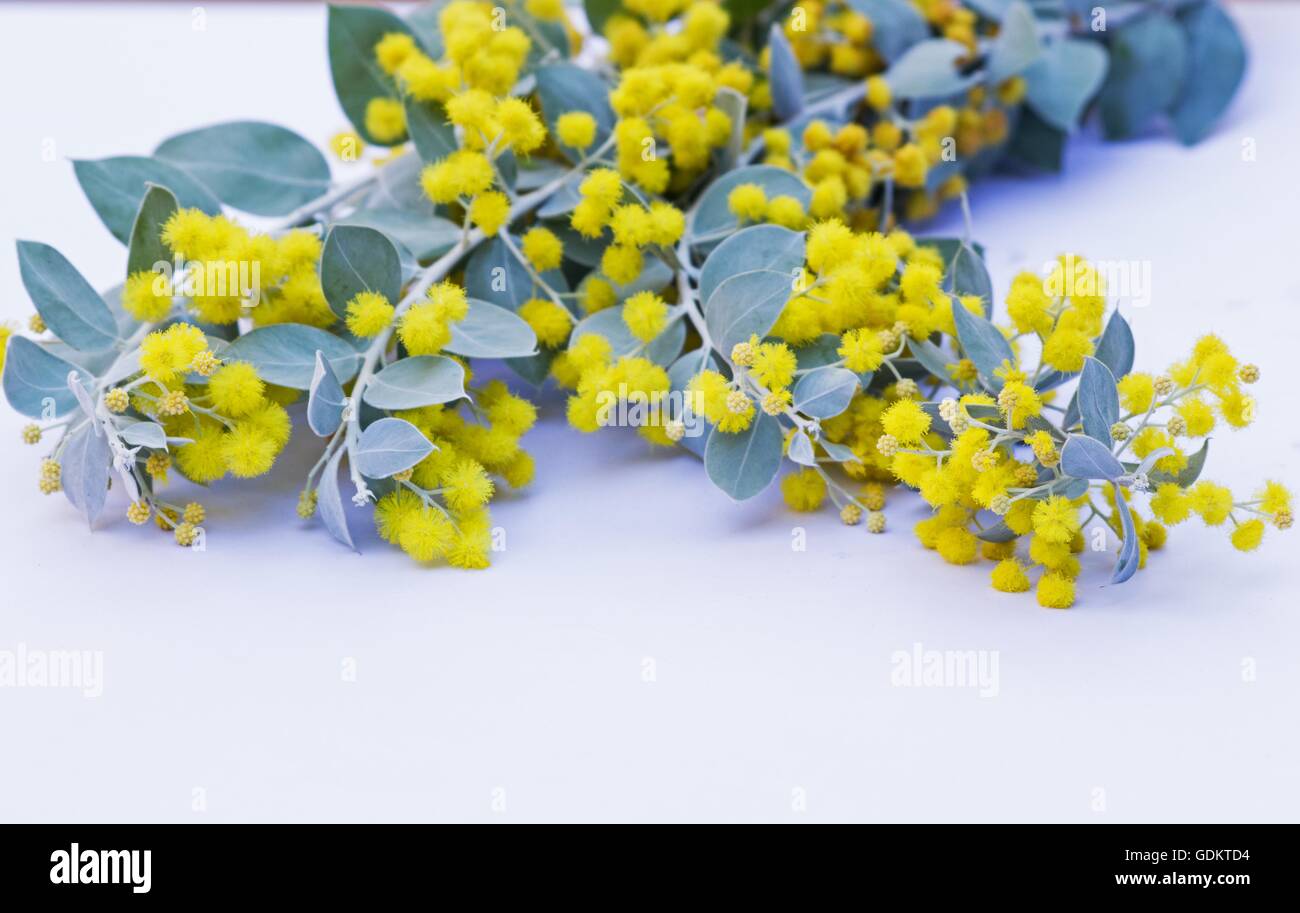 Pearl acacia (Acacia podalyriifolia) flowers on white background Stock ...