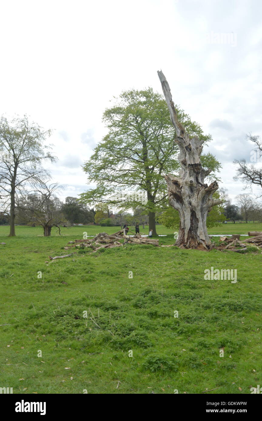 Dead tree in grounds hi-res stock photography and images - Alamy