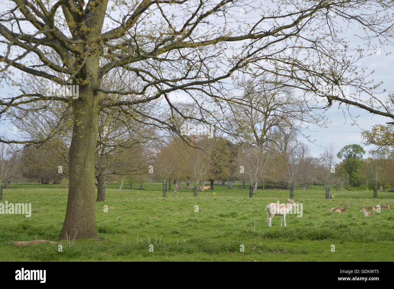 bare tree and fallow deer Stock Photo - Alamy