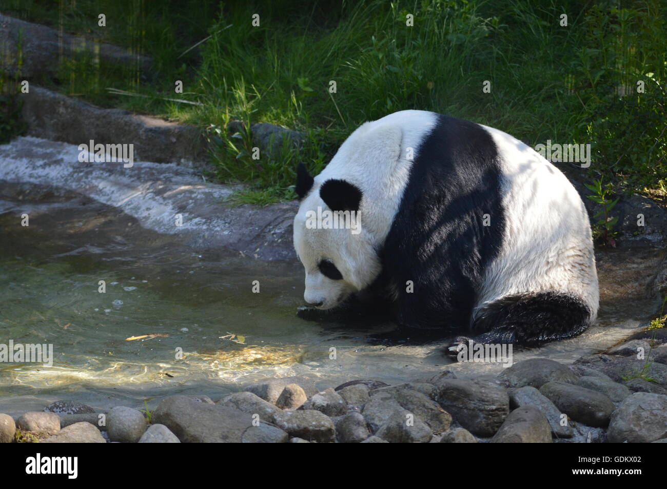 Female panda tian edinburgh hi-res stock photography and images - Alamy