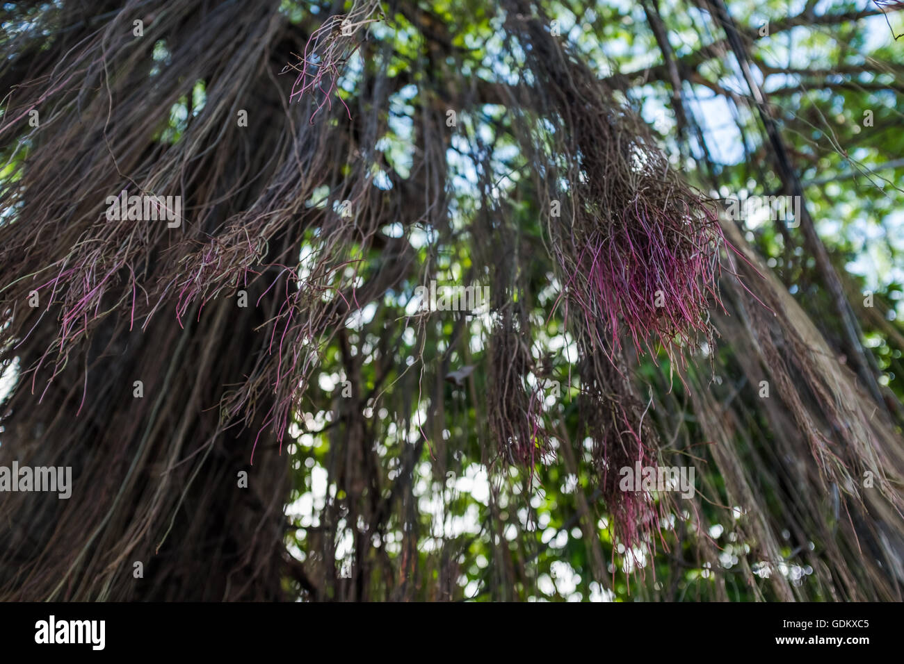 Pink root tips from tree,Chiang Mai Thailand Stock Photo - Alamy